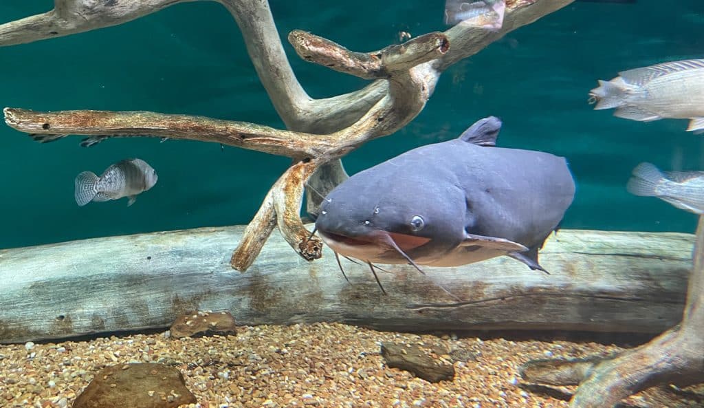 Explore McWane Science Center | Birmingham, AL