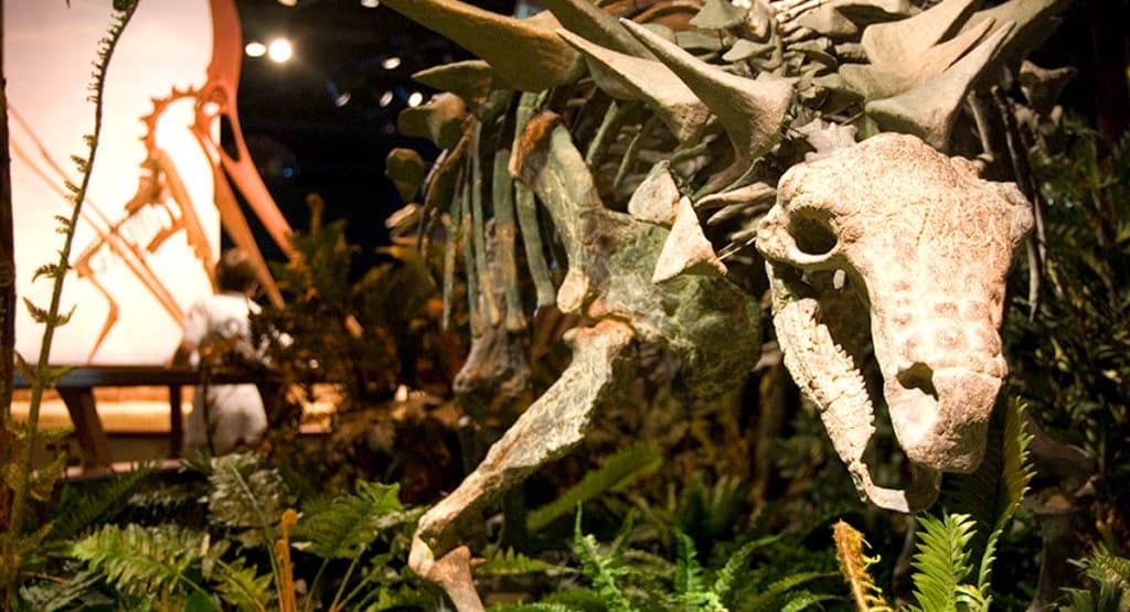 Paleontology | Birmingham, AL | McWane Science Center