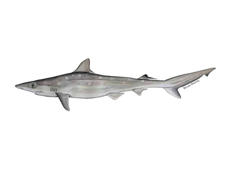 Press Release: JAW STUDY HELPS REVEAL HIDDEN SECRETS OF ATLANTIC ...