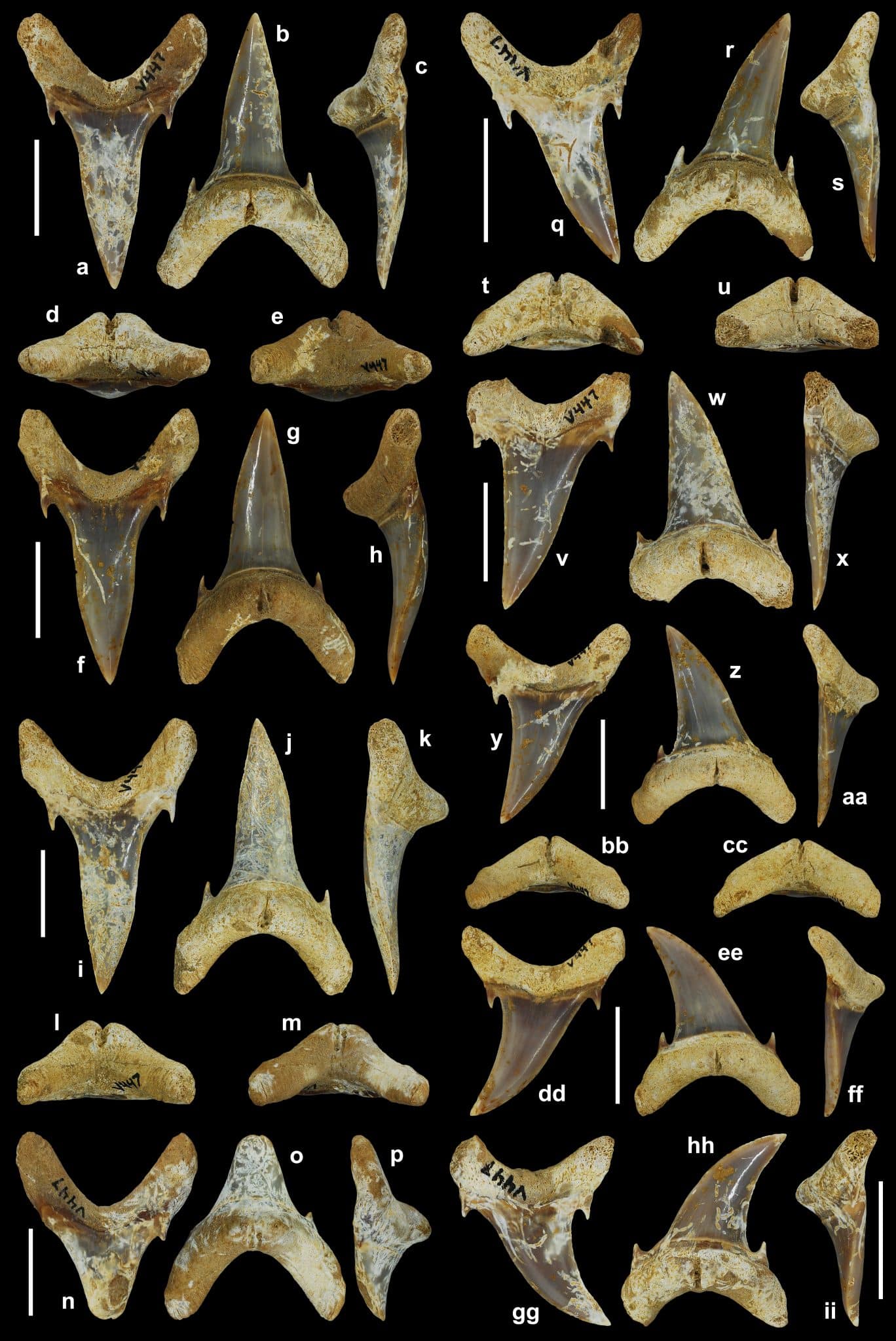 65 Million Year Old Fossil Shark Discovery Led by McWane Science Center ...