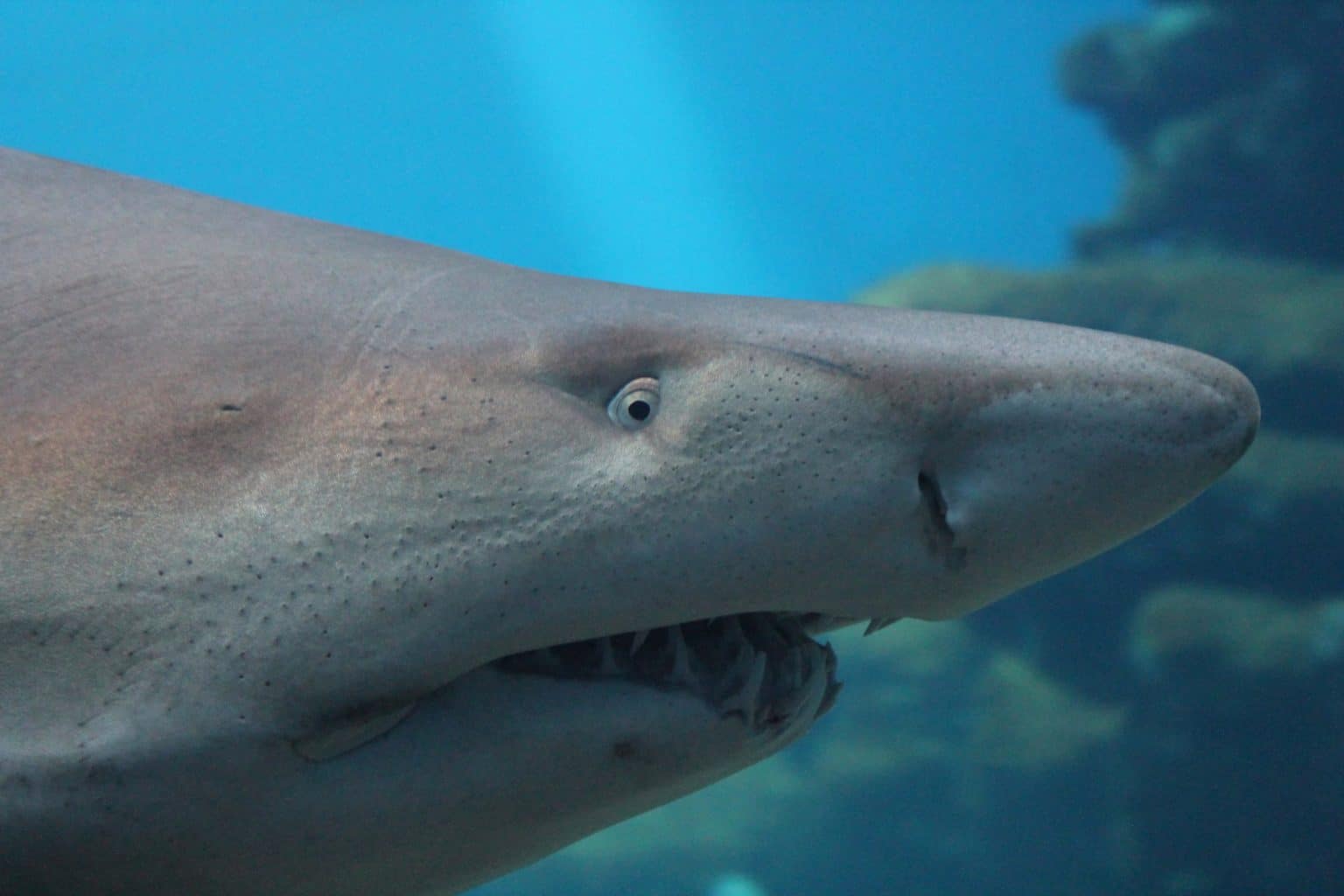 65 Million Year Old Fossil Shark Discovery Led by McWane Science Center ...