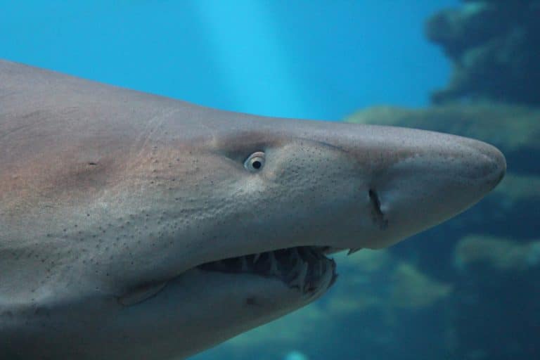 65 Million Year Old Fossil Shark Discovery Led by McWane Science Center ...